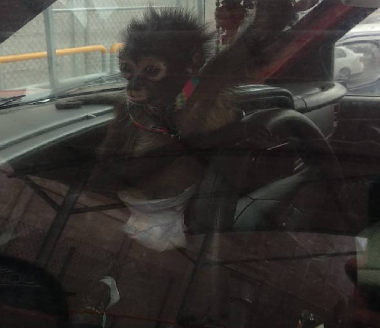 Aquí hay chango encerrado | ¡El Aguas!